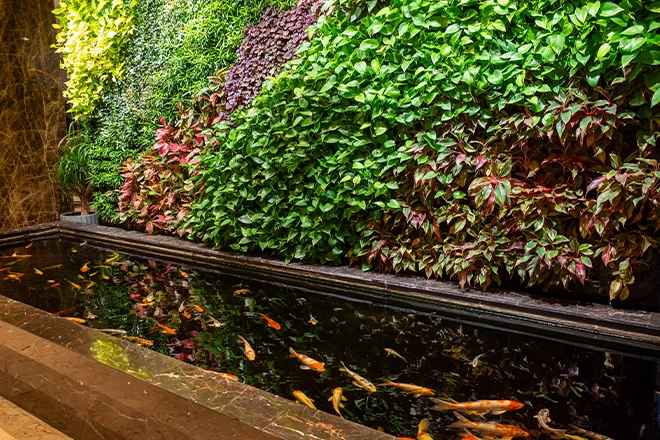 Above Ground Koi Pond Ideas That Will Turn Heads (and Fins)