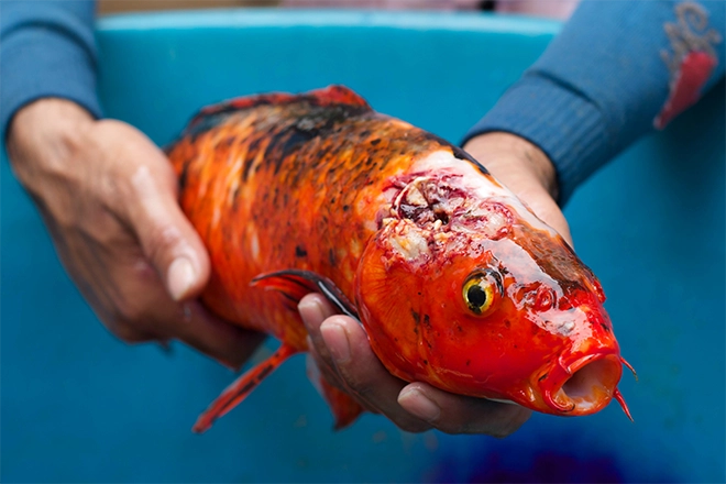 Koi Fish Diseases: Common Illnesses and Potential Treatments